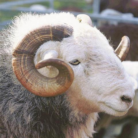 Herdwick Ram